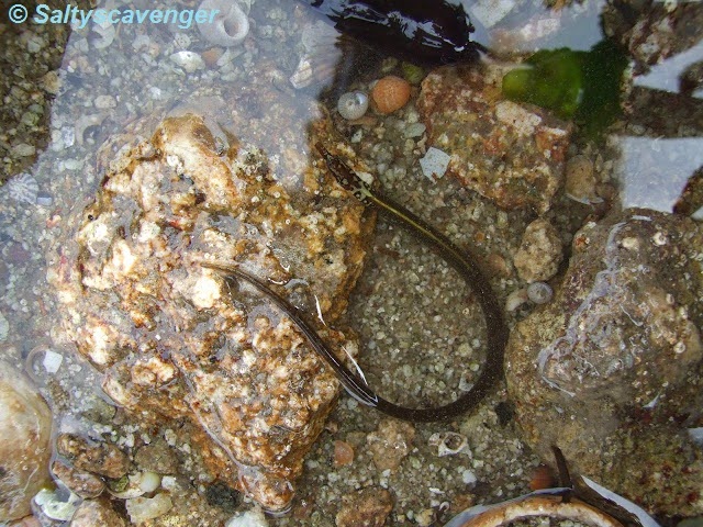 Rock Pooling: Common fish of the sea shore