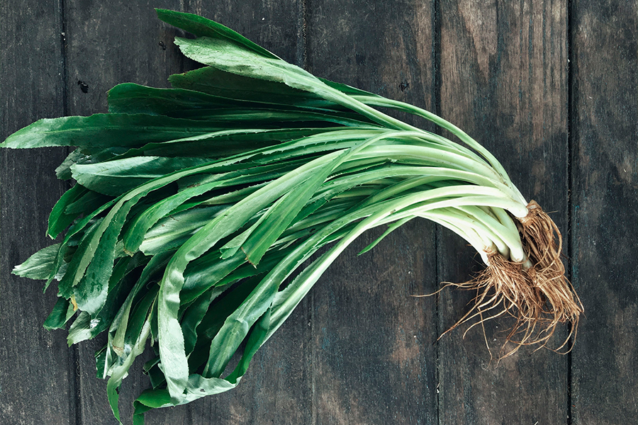 El Parroquiano: Culantro y cilantro, ¿son lo mismo?