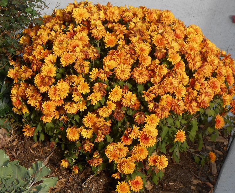 My Virtual Garden: My Sister's Neighborhood in Autumn