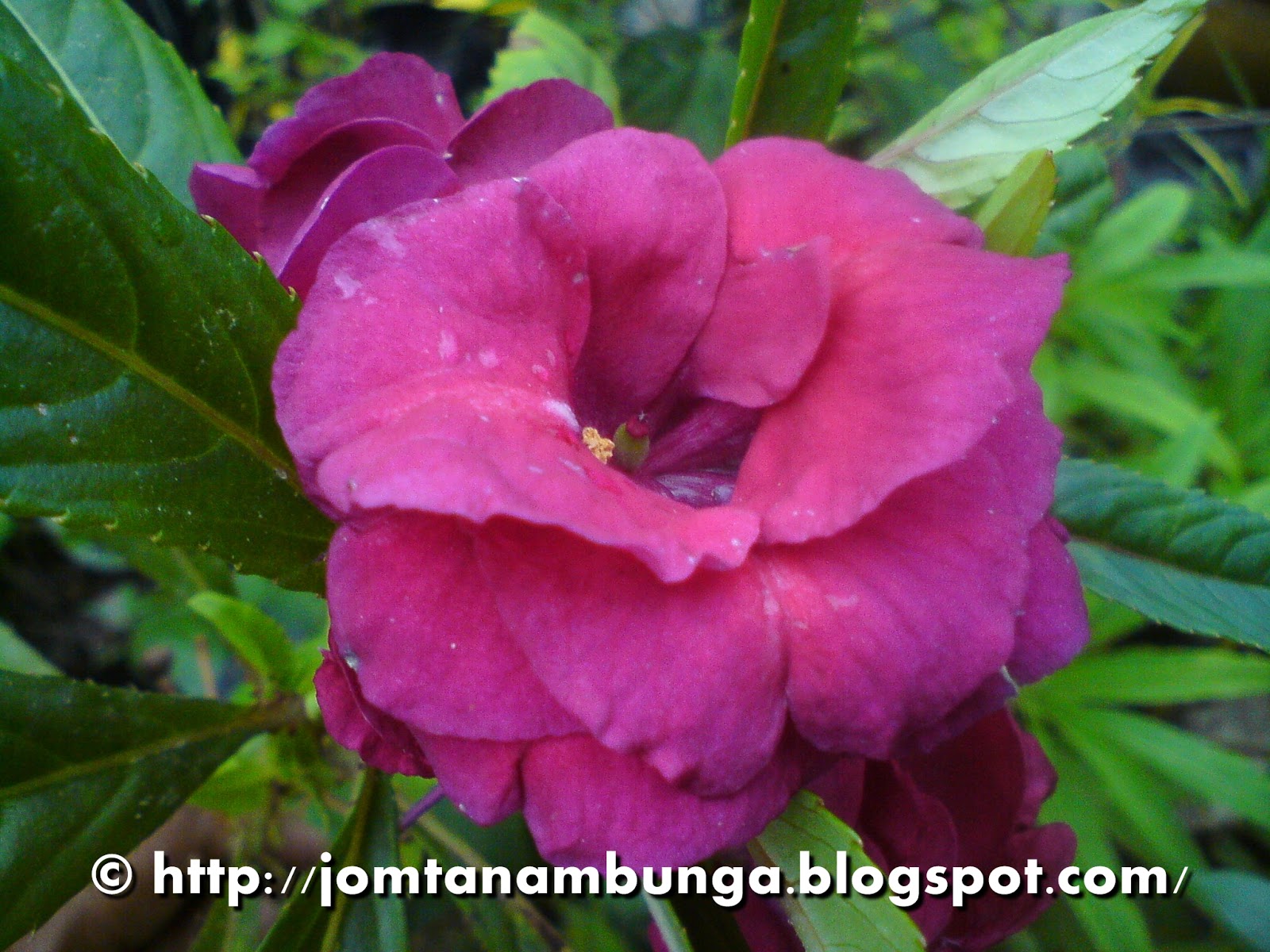 Jom Tanam Bunga: Keembung Ubat Perut Kembung?