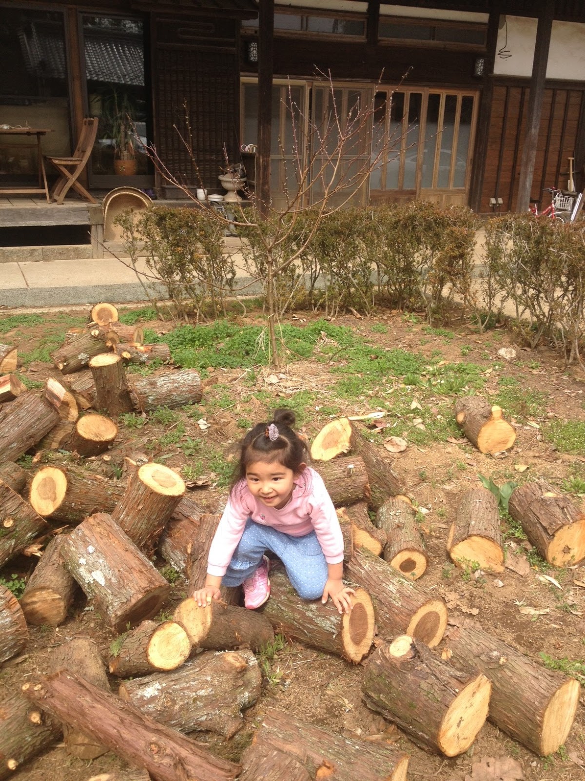 Our Japanese Eco-Kominka: East Side Tree felling in February 2013.