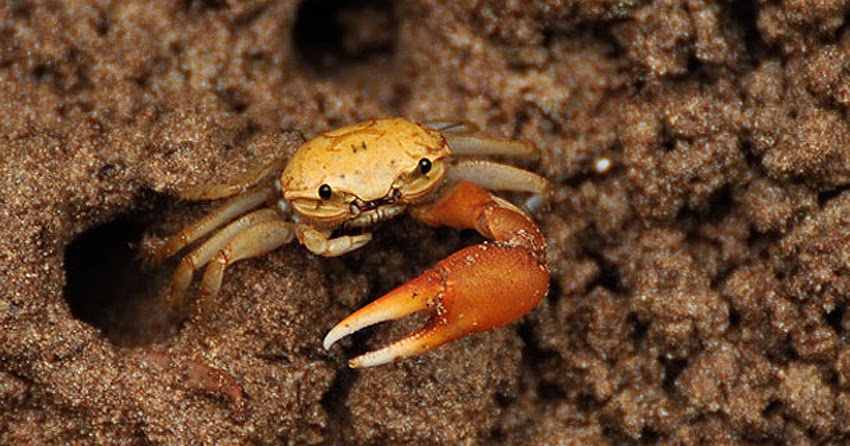 PIXEL an PIXEL: Krebs mit nur einer Schere