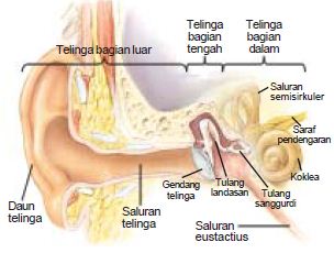 Anatomi Bagian-Bagian Indera Pendengaran Serta Sistem Prosedur Fisiologi Pada Alat Indra ...