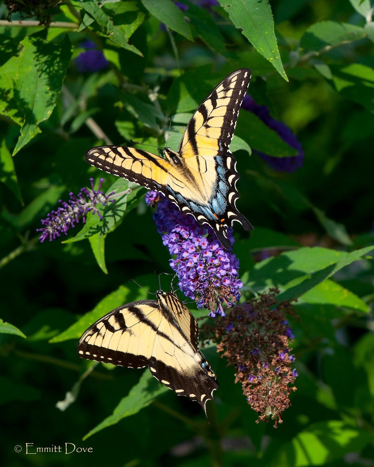 Emmitt's Teardrop Adventures: It Is Butterfly Season
