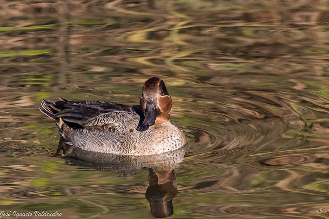 DocNatureBlog: La belleza y fotogenia del pato de superficie más ...