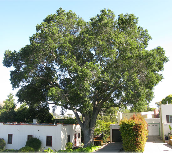 Encinas: origen e historia.: No hay encinas en América