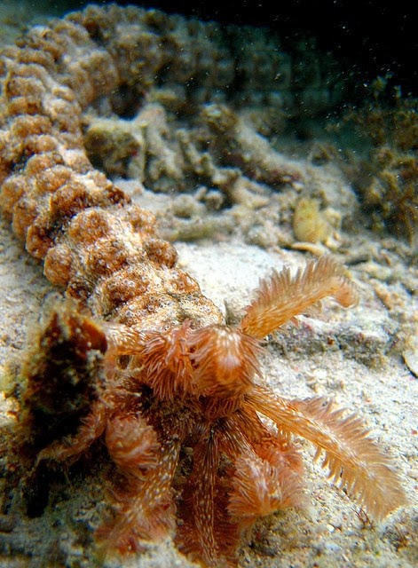 Echinoderms Sea Cucumber