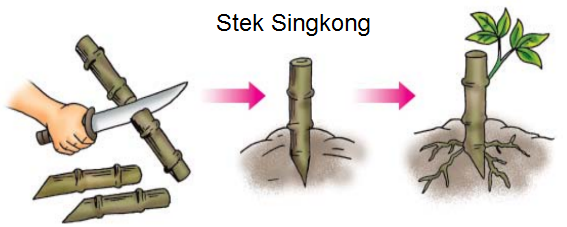 Perkembangbiakan mahluk hidup - Materi Pelajaran SD