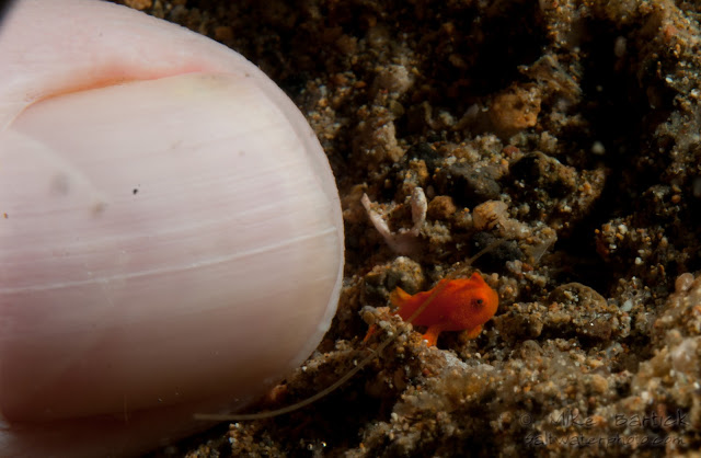 The Secret World of Frogfish | SaltwaterPhoto.com