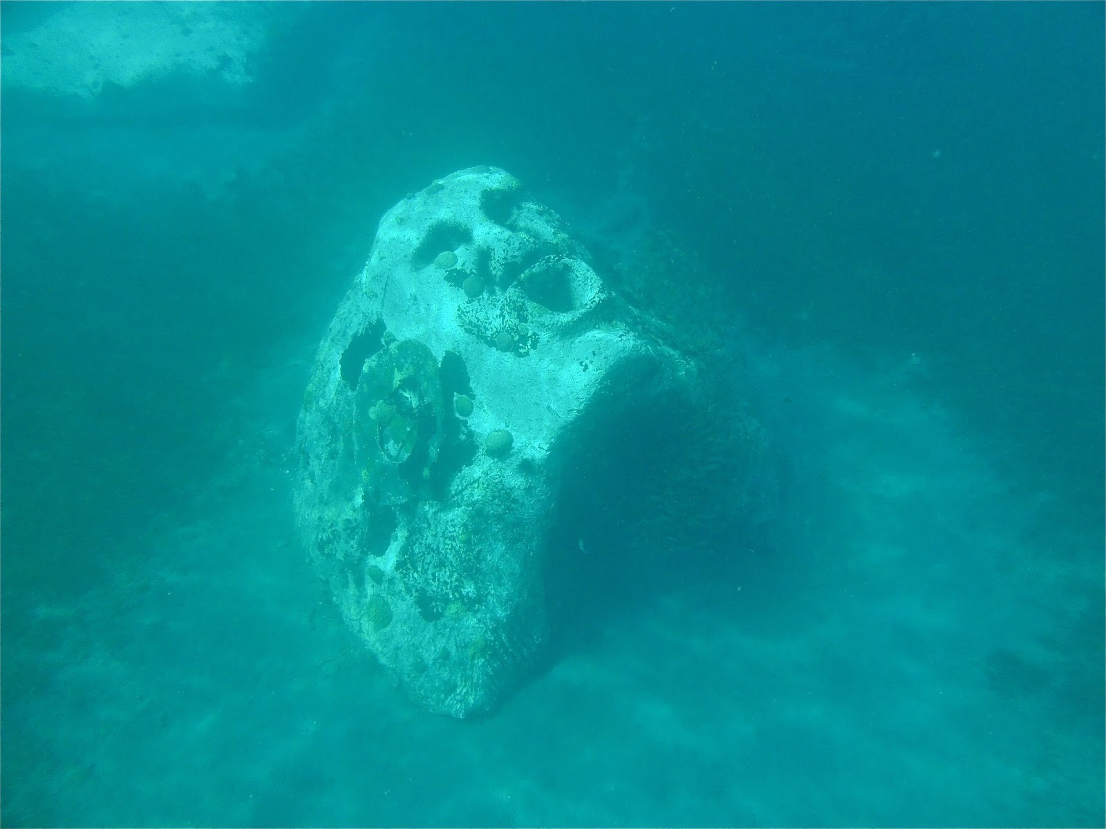 Persil et oignon pays: Manman dlo