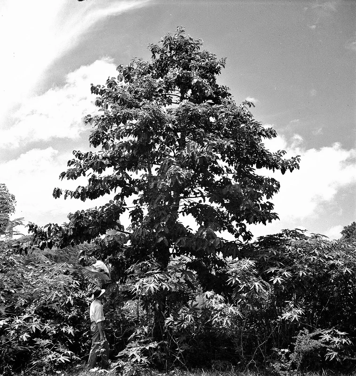 Along the Talisay-Tagaytay Trail, 1934 - Batangas History, Culture and ...