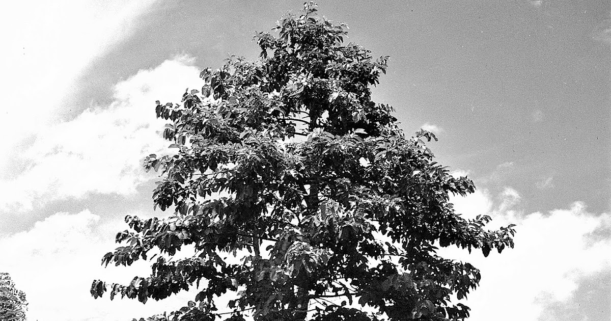 Along the Talisay-Tagaytay Trail, 1934 - Batangas History, Culture and ...