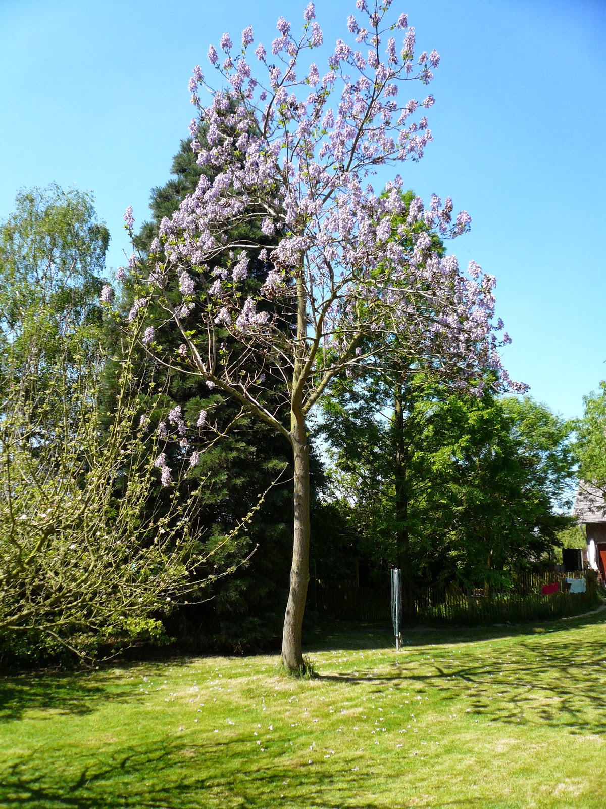 CataStory: Arborele Paulownia Romania