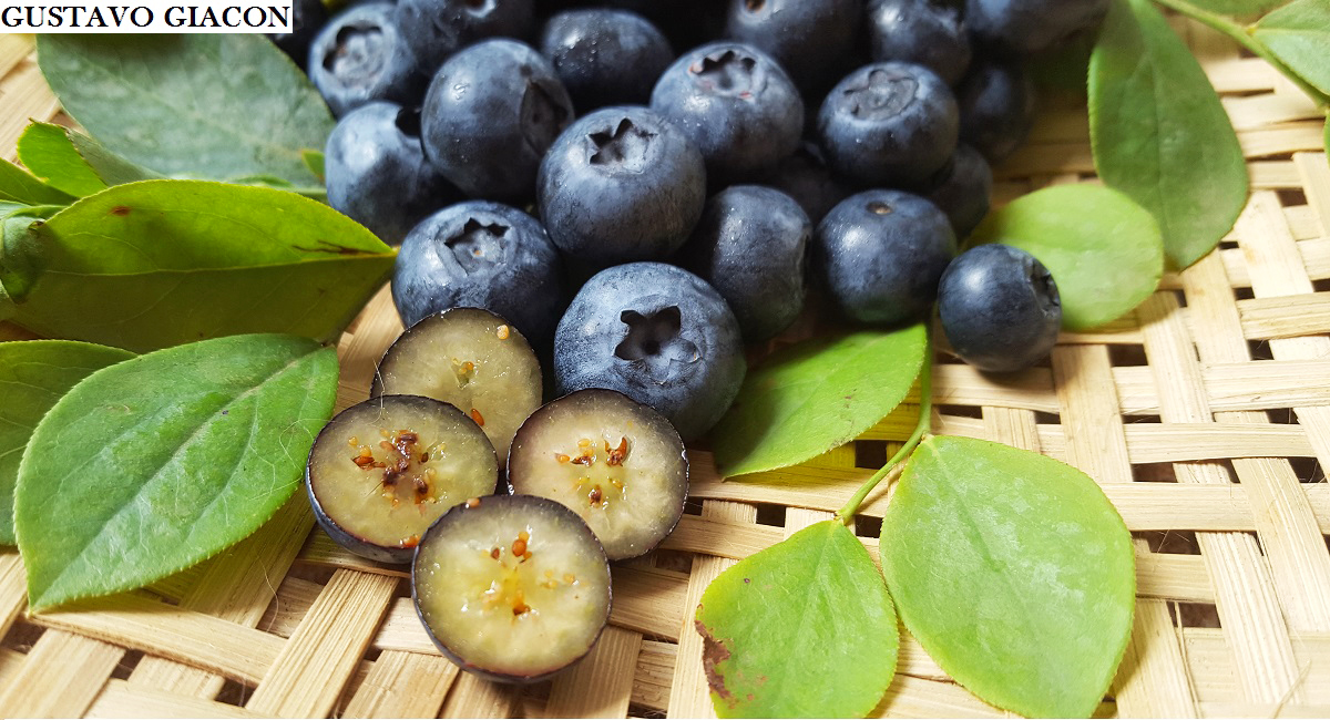 Viveiro Ciprest - Plantas Nativas e Exóticas: Mirtilo ou Blueberry ...