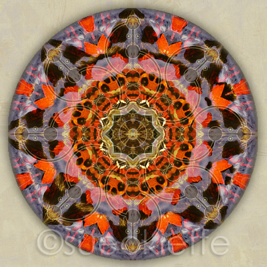 Sacred Circle Mandalas: Fierce Transformation Mandala