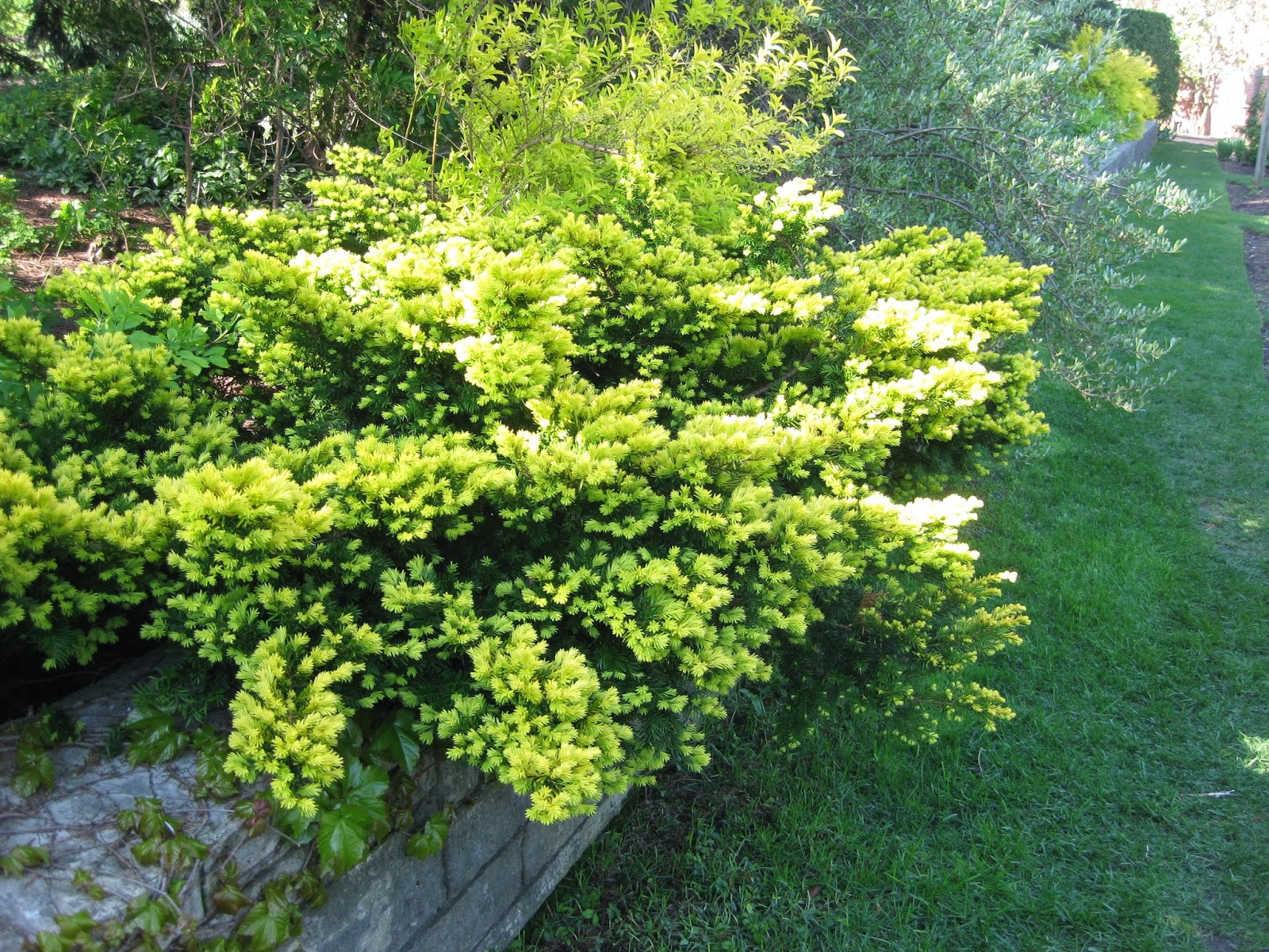 Rotary Botanical Gardens - Hort Blog: Golden Conifers For A Winter Glow