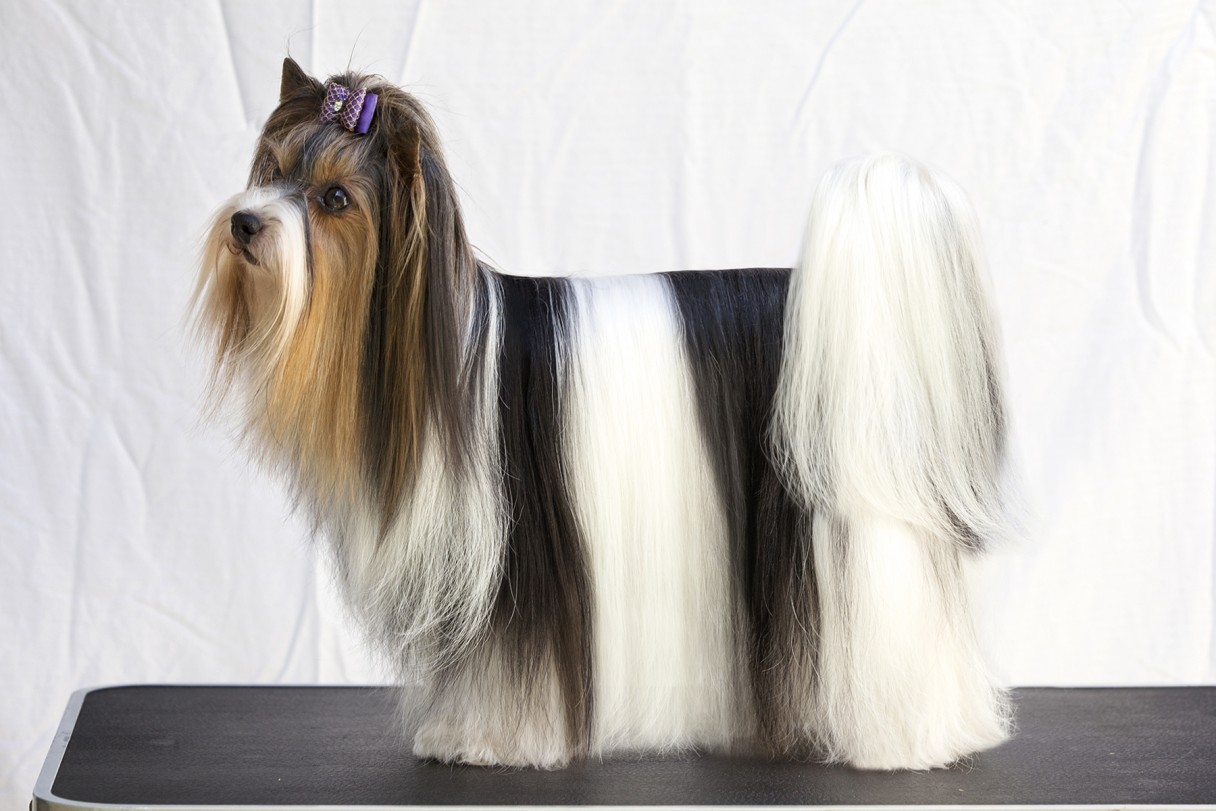 Everything about your Biewer Terrier - Luv My Dogs