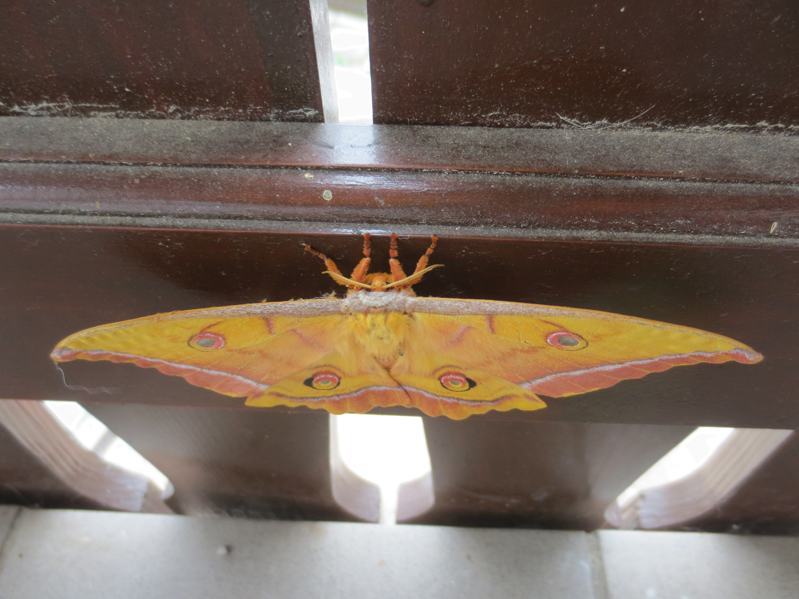 Menard & Jack Russell Terrier: Nočni metulj jamamaj