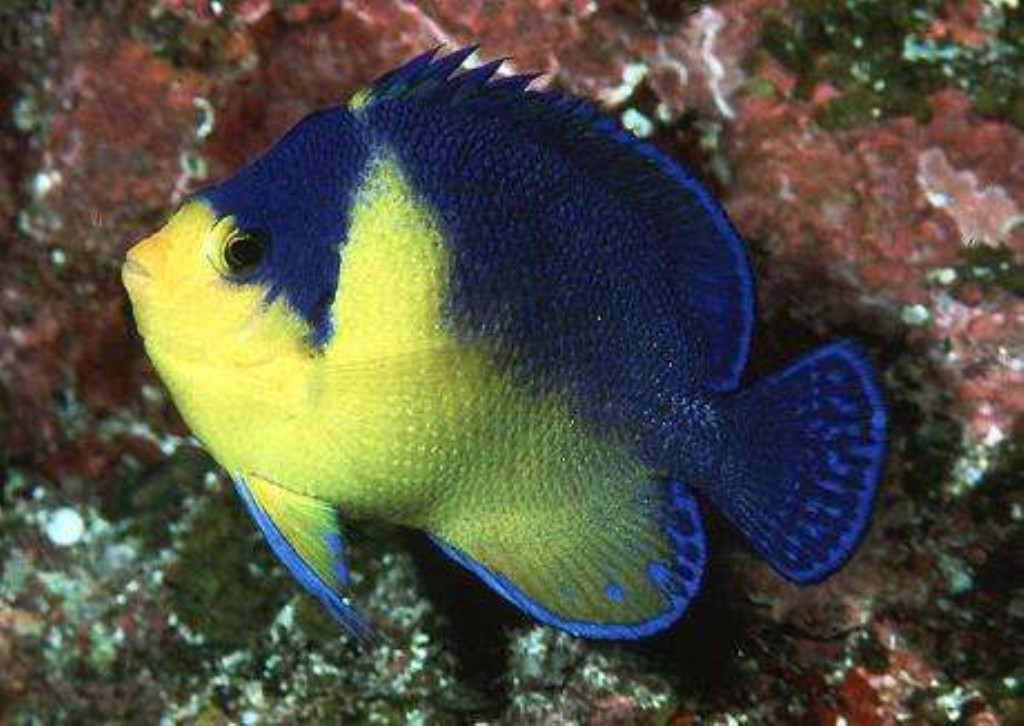 Fish Pictures: Venustus angelfish - Sumireyakko venustus