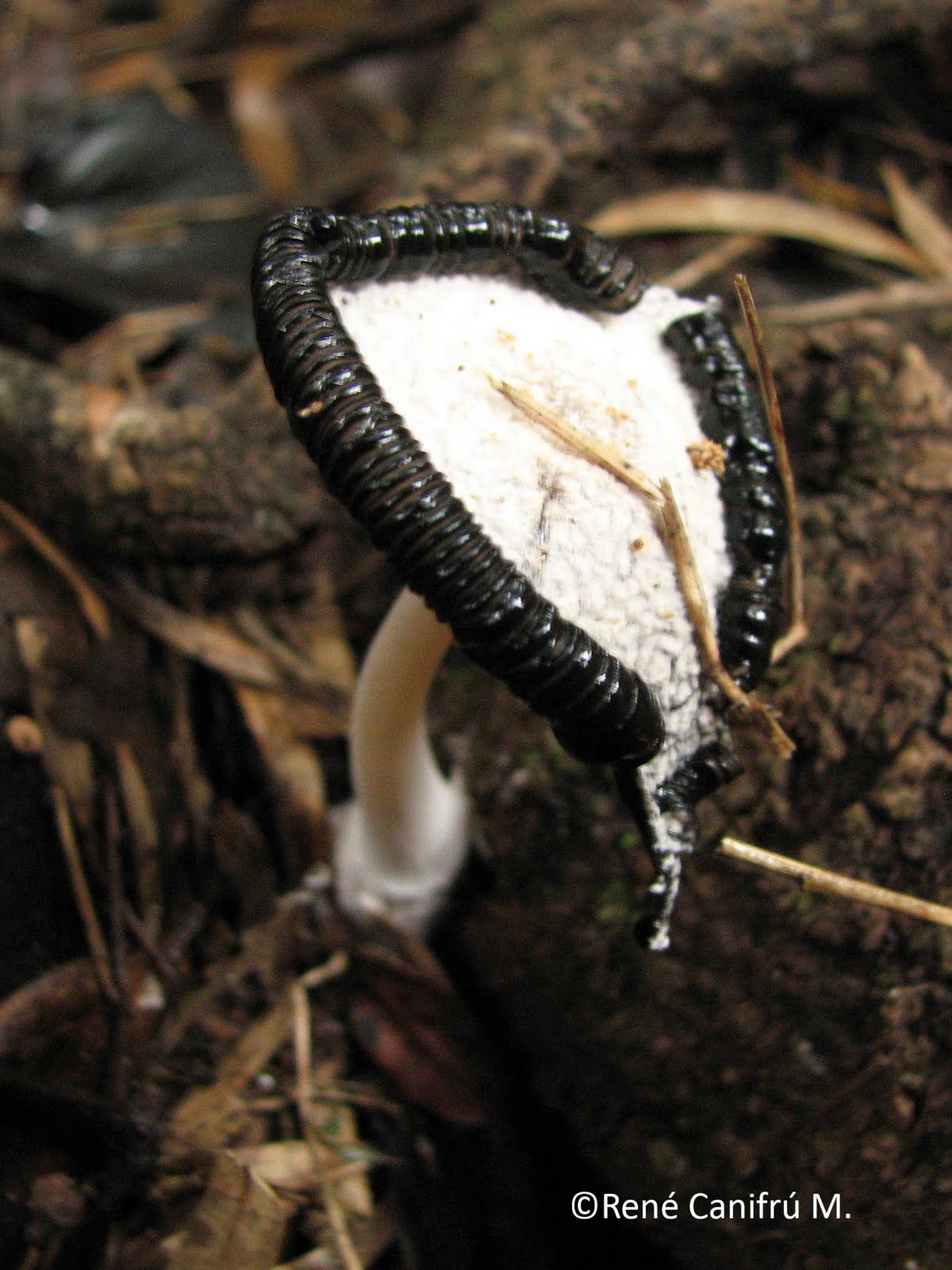 Hongos: Coprinus niveus