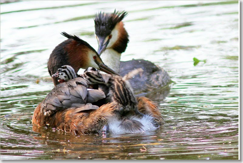 Natuurfotografie: Fuut met jongen