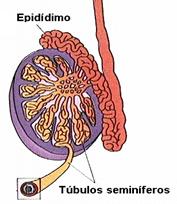 APARATOS DEL CUERPO HUMANO