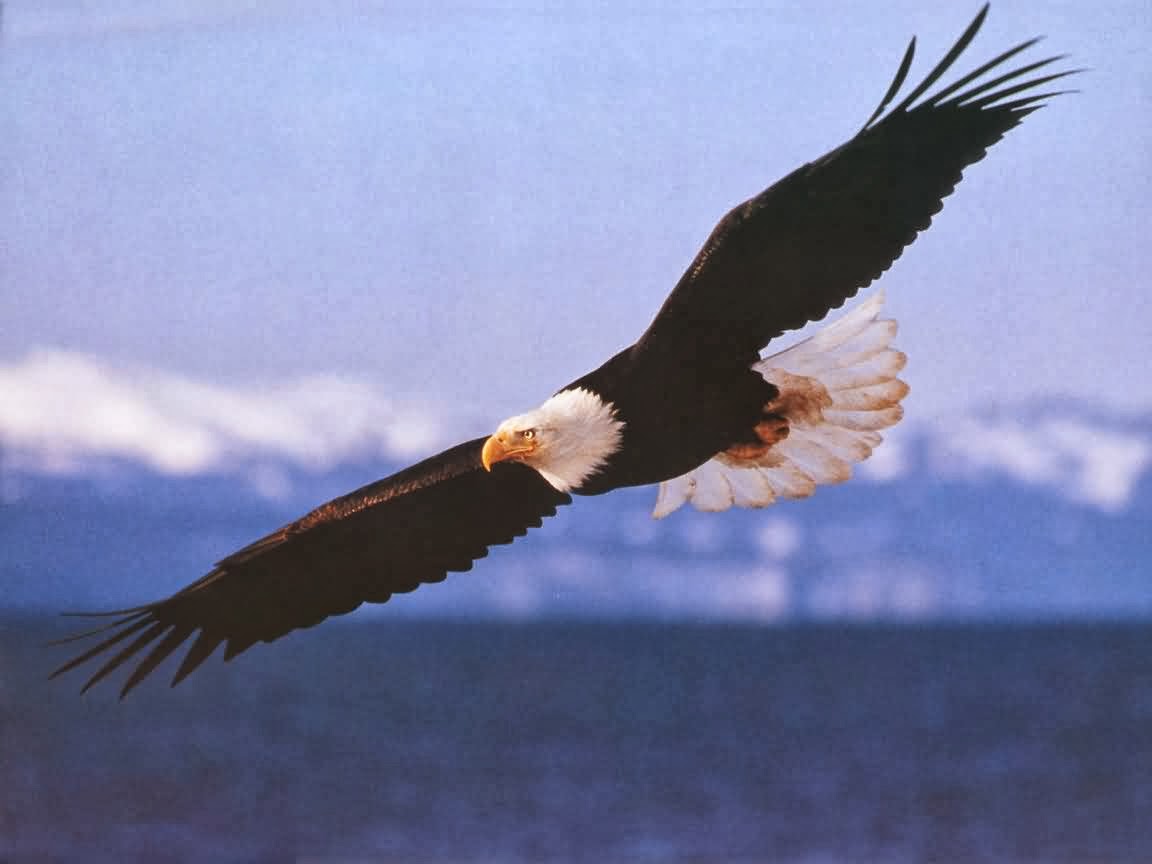 AVEEK- Blogs: Bald eagle