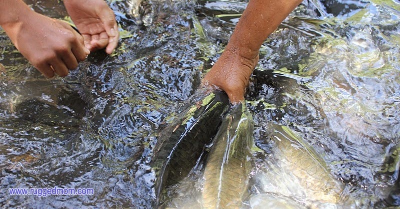 Fish Spa at Tagal Sungai Moroli, Kg Luanti
