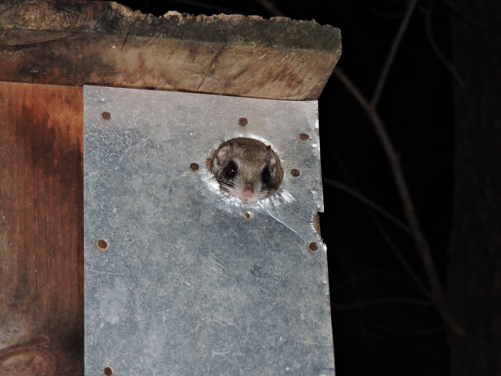 Capital Naturalist by Alonso Abugattas: Southern Flying Squirrels