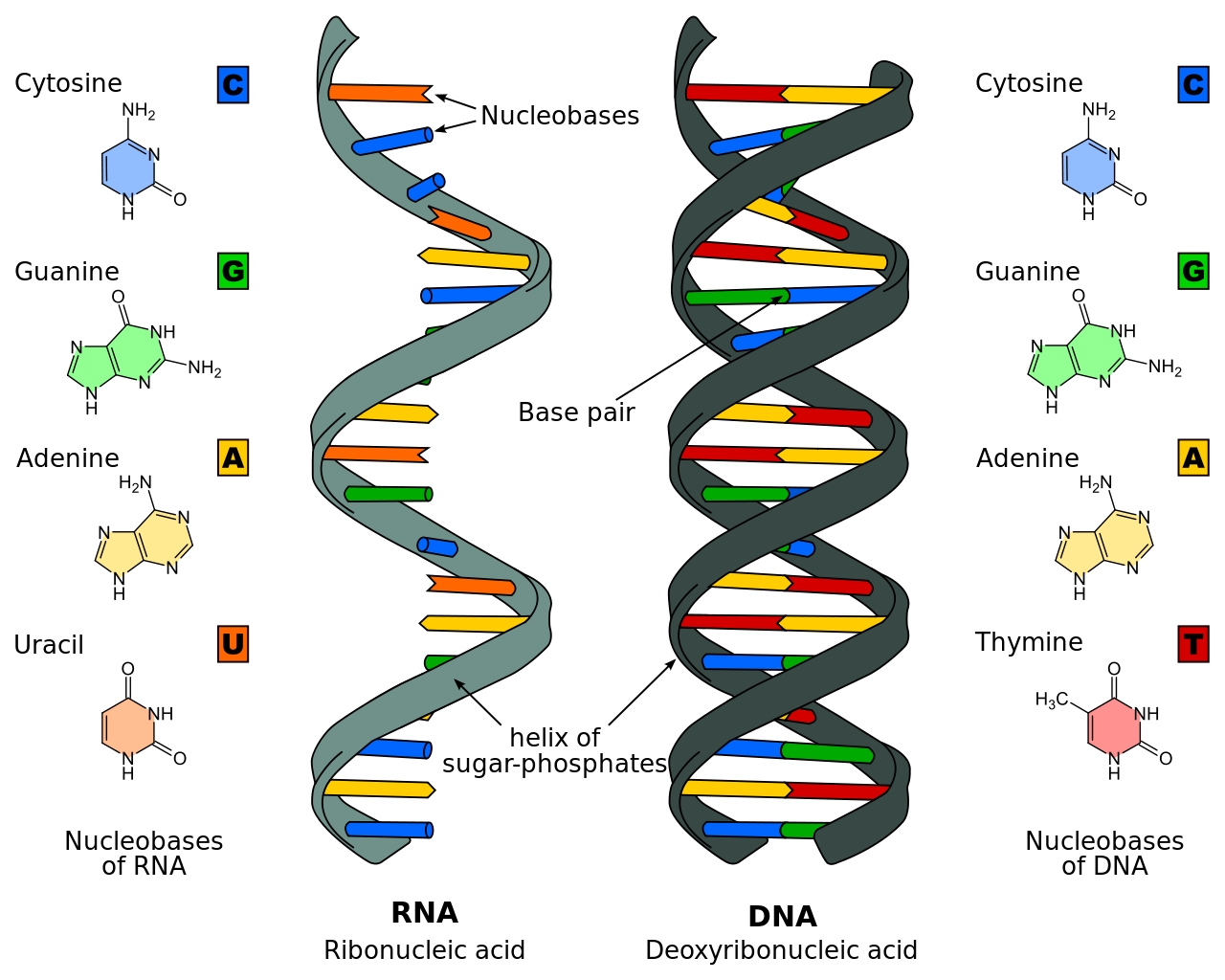 Tudo sobre biologia: DNA, RNA e Síntese de Proteínas