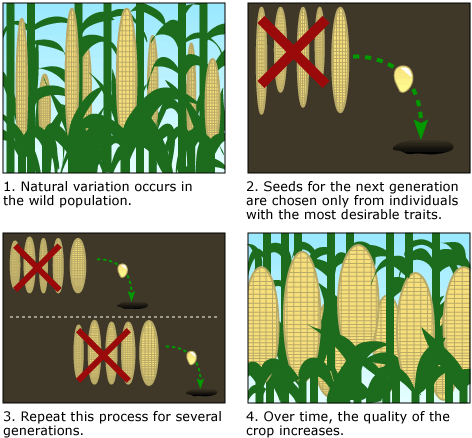 #50 Use of modern technology for increasing food production | Biology ...