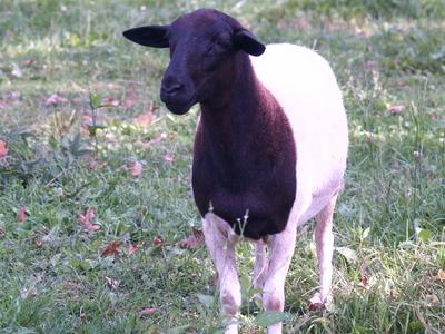 CRIADERO OVEJA DORPER ESPAÑA: CRIADERO OVEJA DORPER ESPAÑA