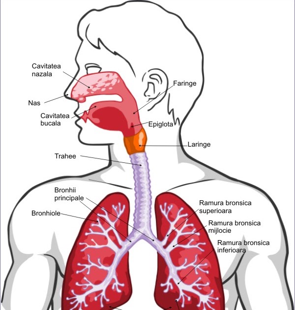 Sistemul Respirator: Faringele