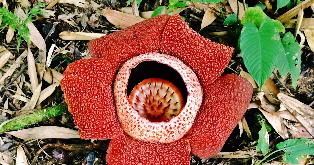Borneo Starland Travel & Tour: BUNGA RAFFLESIA : Bunga terbesar di dunia