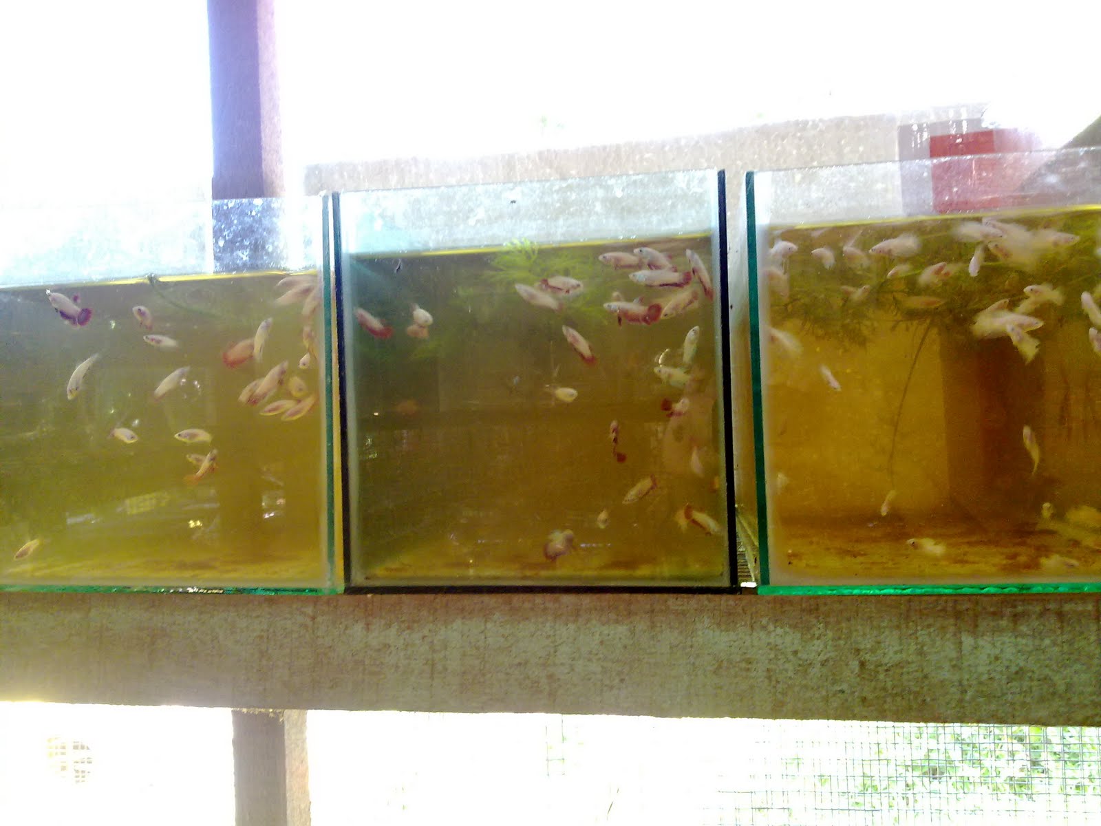 hartini bird & bettas: my betta room.....