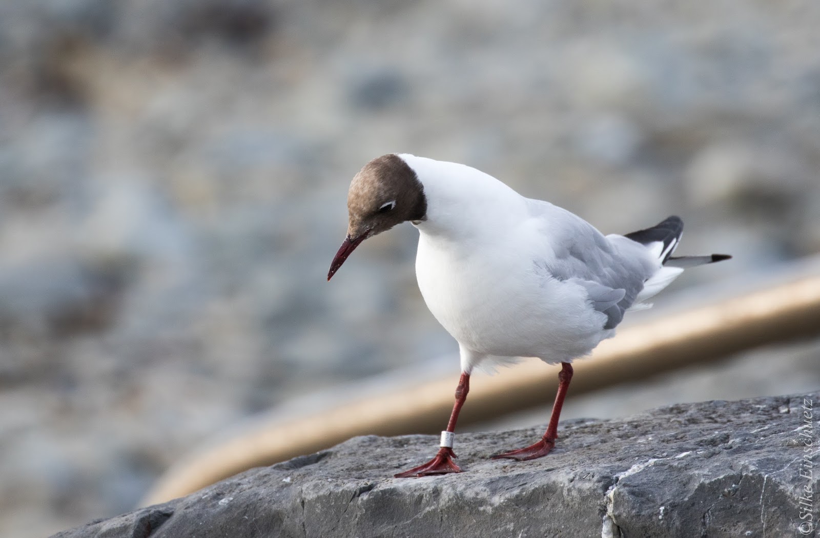 Ceredigion Birds: Ringed Black-Headed Gull in Aberaeron
