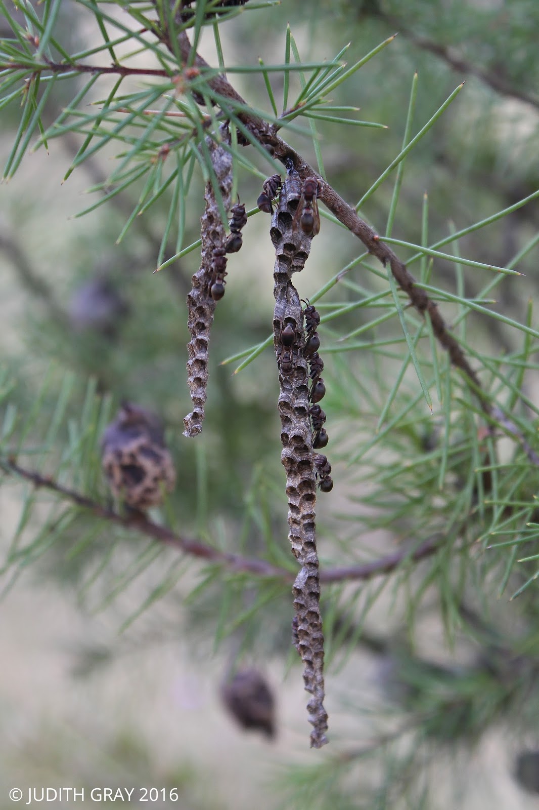 Stick-nest Brown Native Paper Wasps