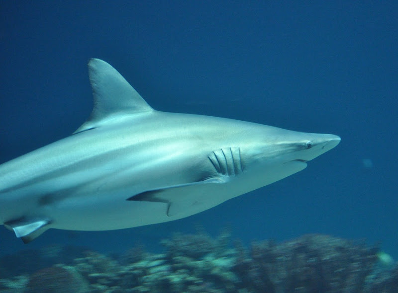 ZOOTOGRAFIANDO (6.100 ANIMALS): TIBURÓN DE ALETAS NEGRAS (Carcharhinus ...