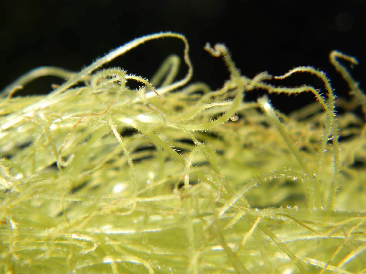 Owyhee Agriculture: Corn Pollination