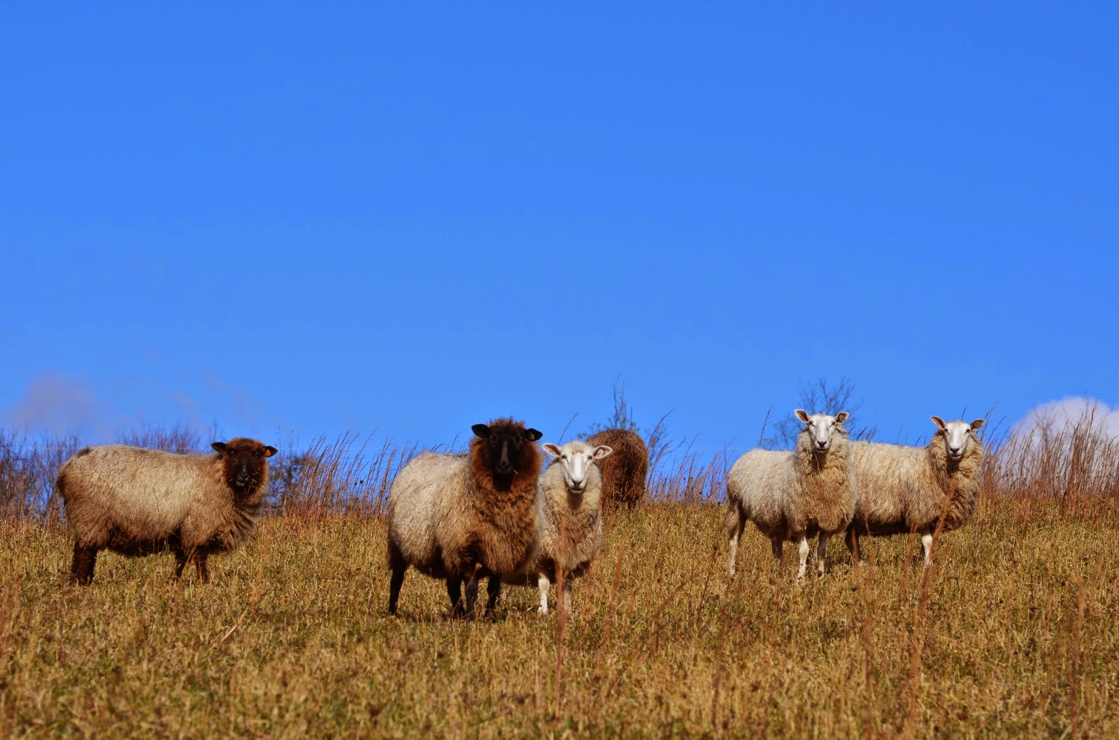 Sheeps and Peeps Farm: Happy Thanksgiving!