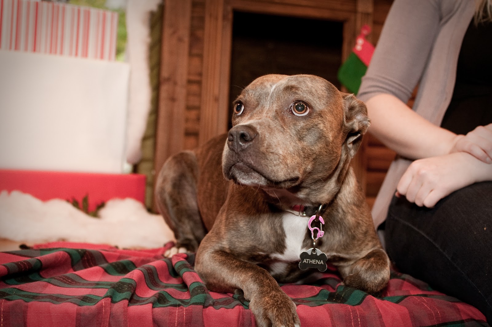 Pitlandia: Dog Photography: Pouty Face