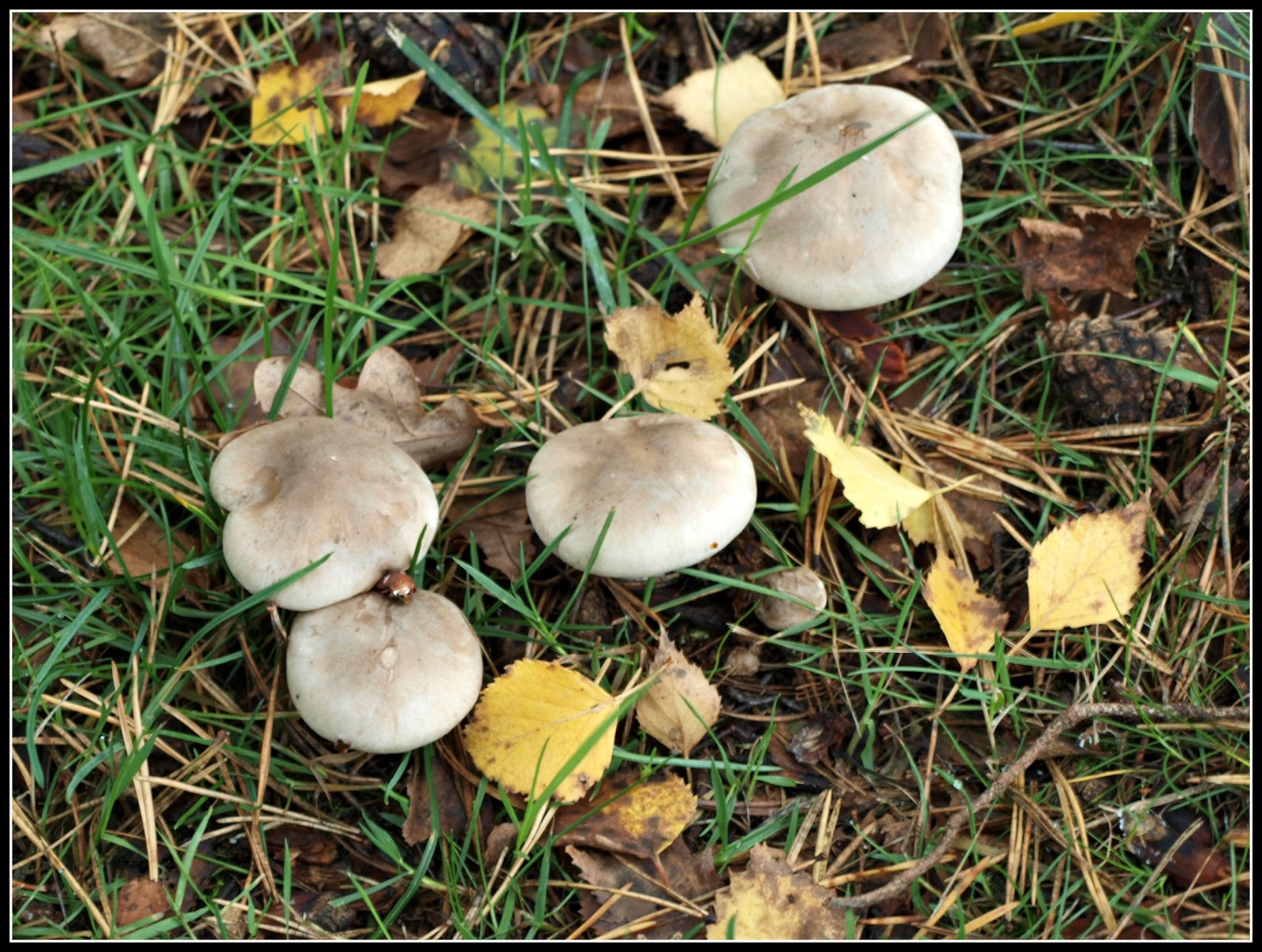 Mark's Veg Plot: Fungus Maximus!