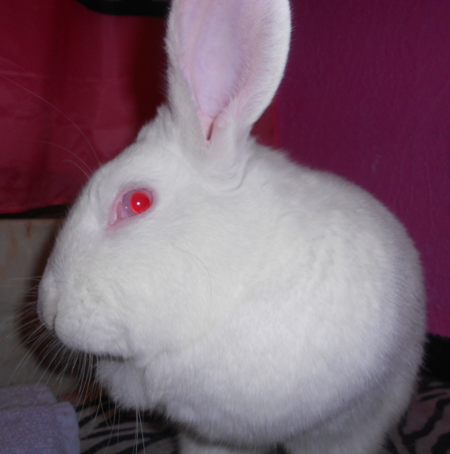 Follow The White Rabbit