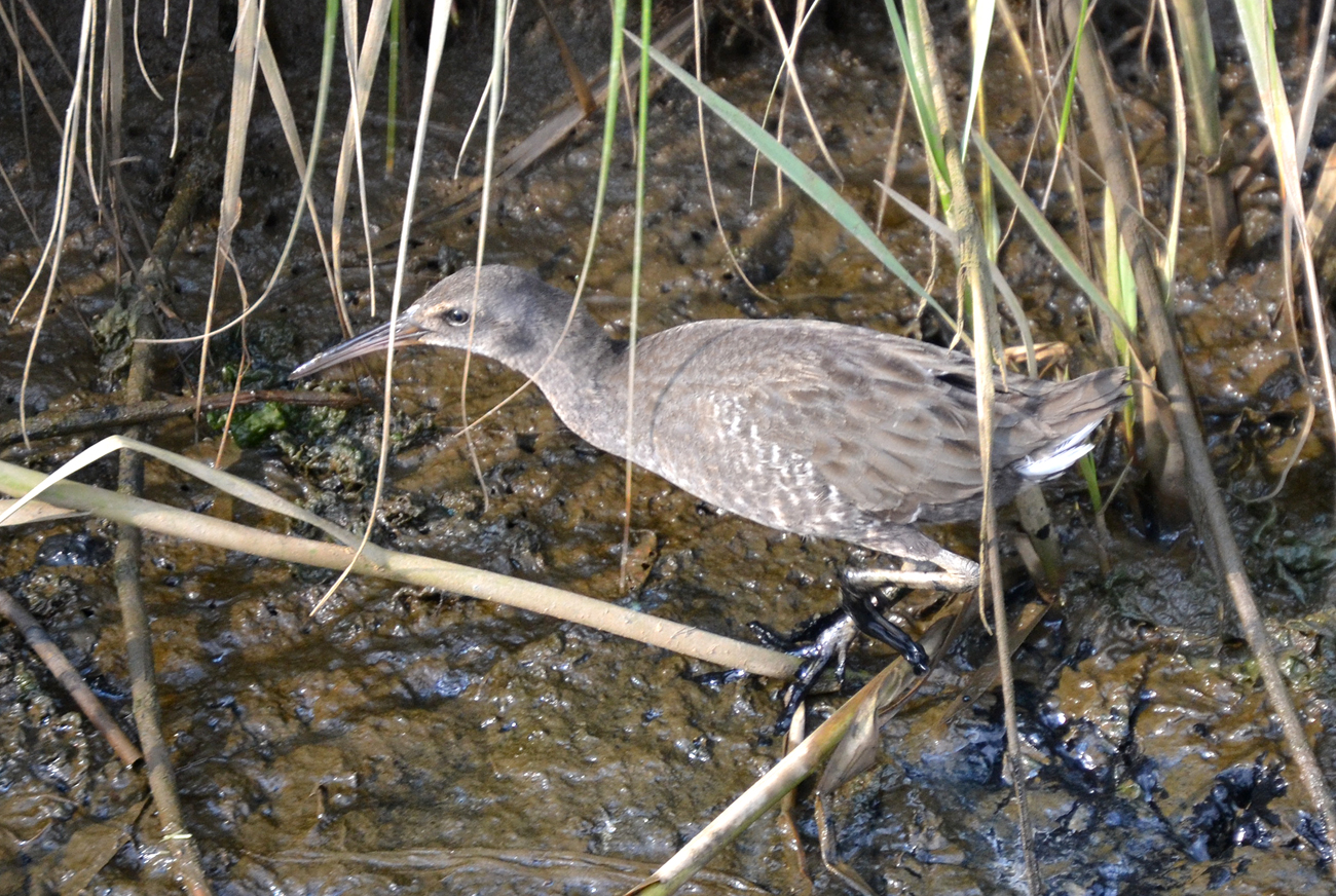 Woods Walks and Wildlife: Baby Rails! (And Other Shore Sights)