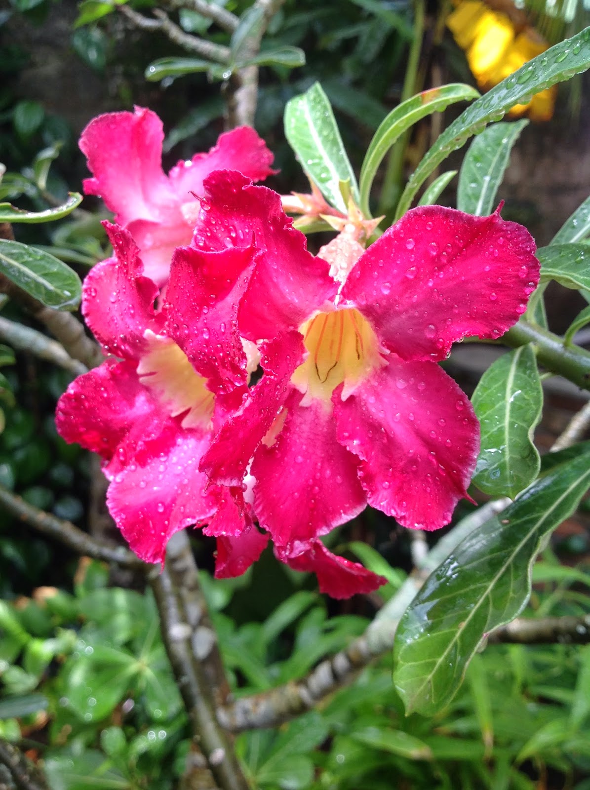 The Ceylon Times: Red araliya flower - Plumeria in sri lanka