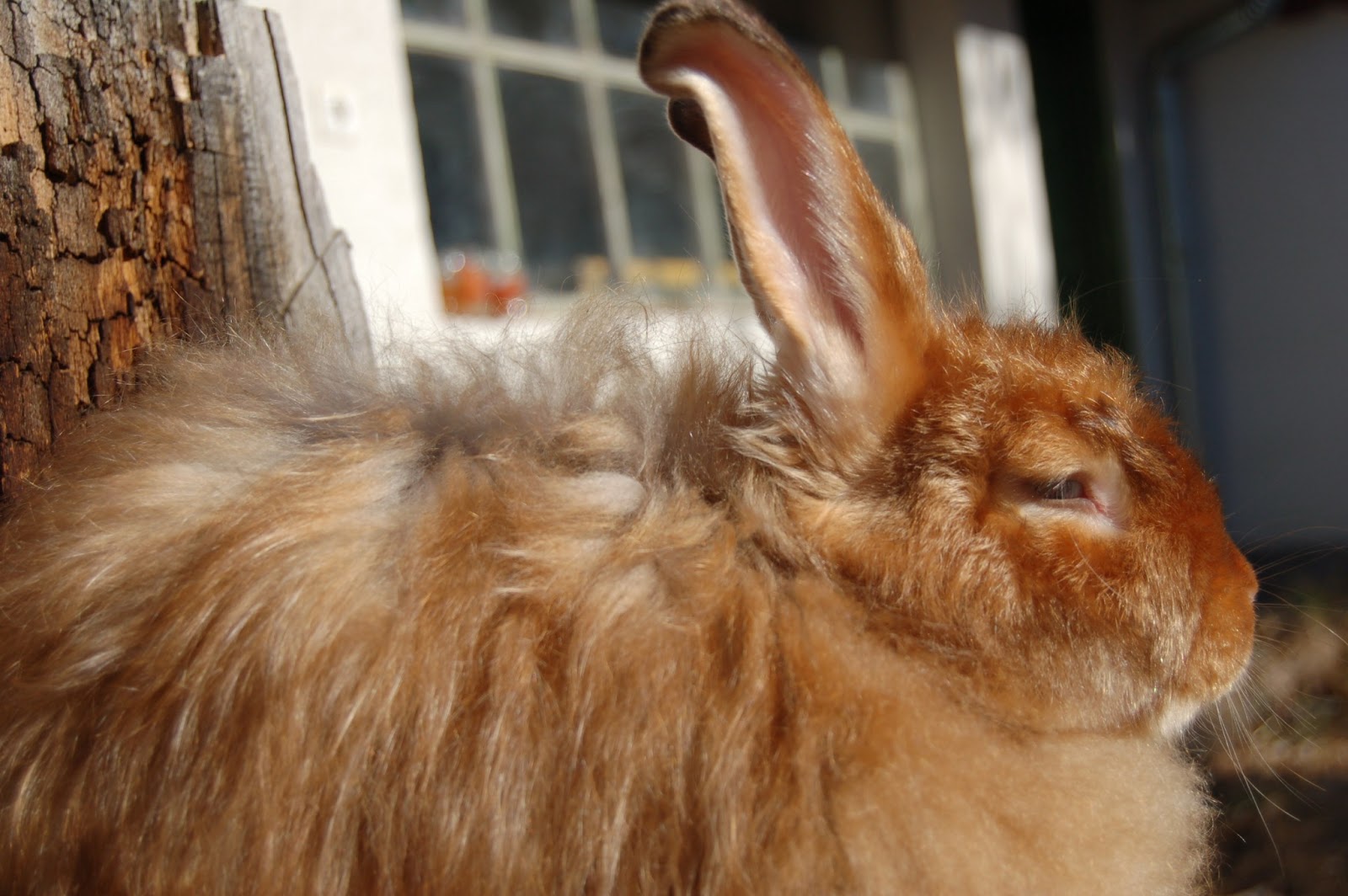 Tulipán Angóra: Our Satin Angora Rabbits