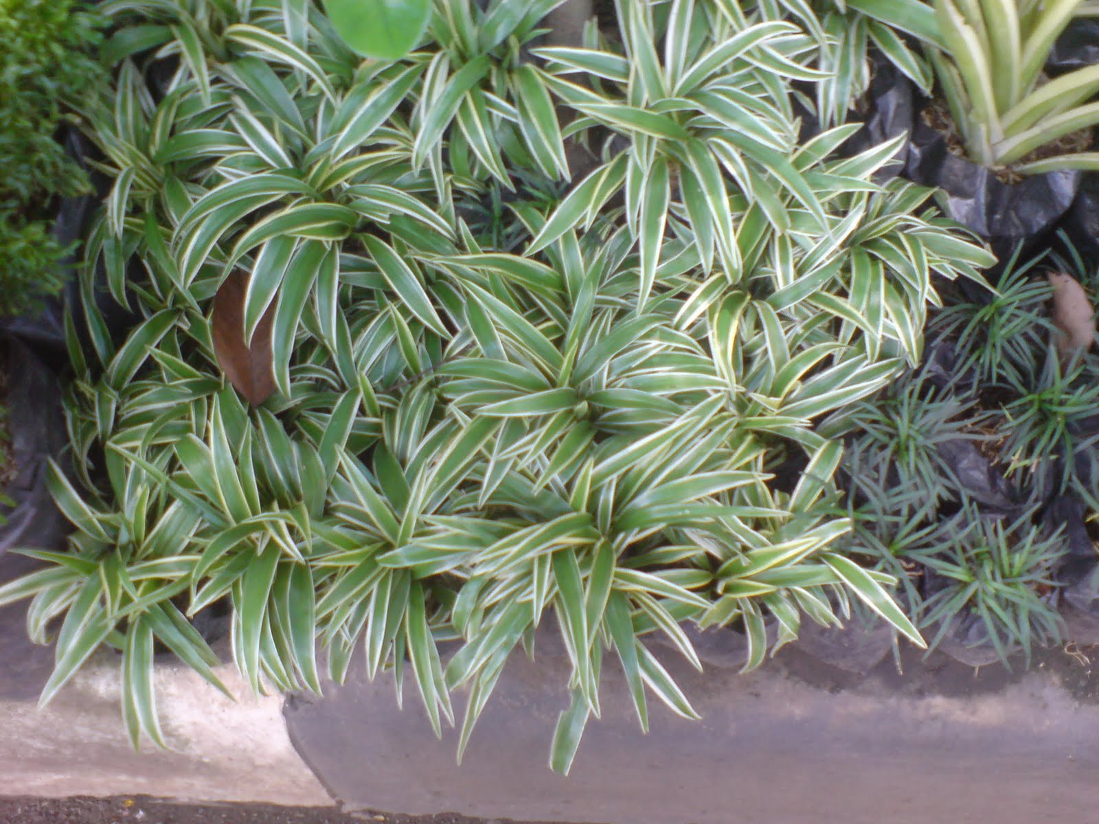 Harga Tanaman Lili Brazil | tanamanbaru