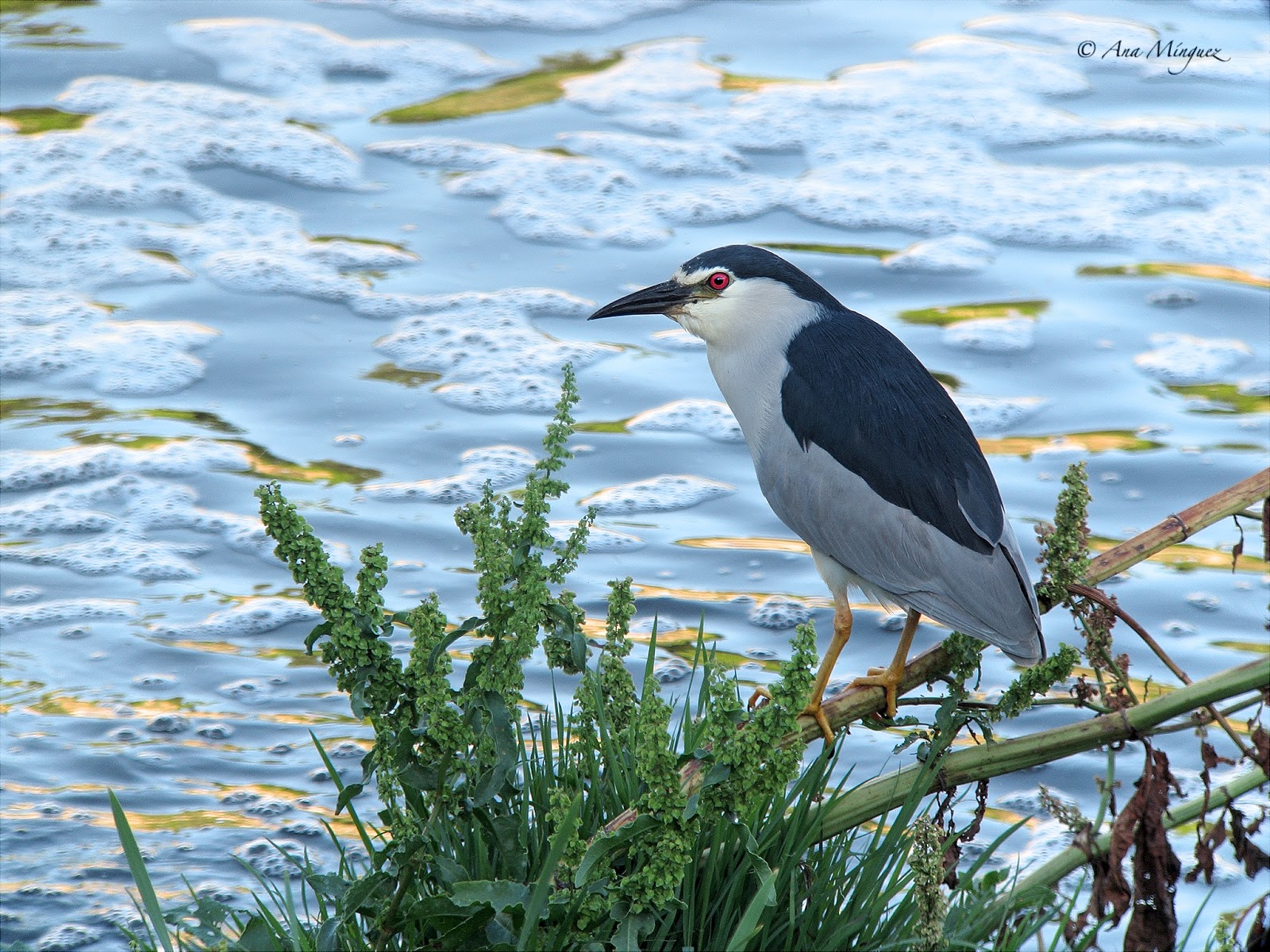 NATURANAFOTOS: De pesca con el Martinete