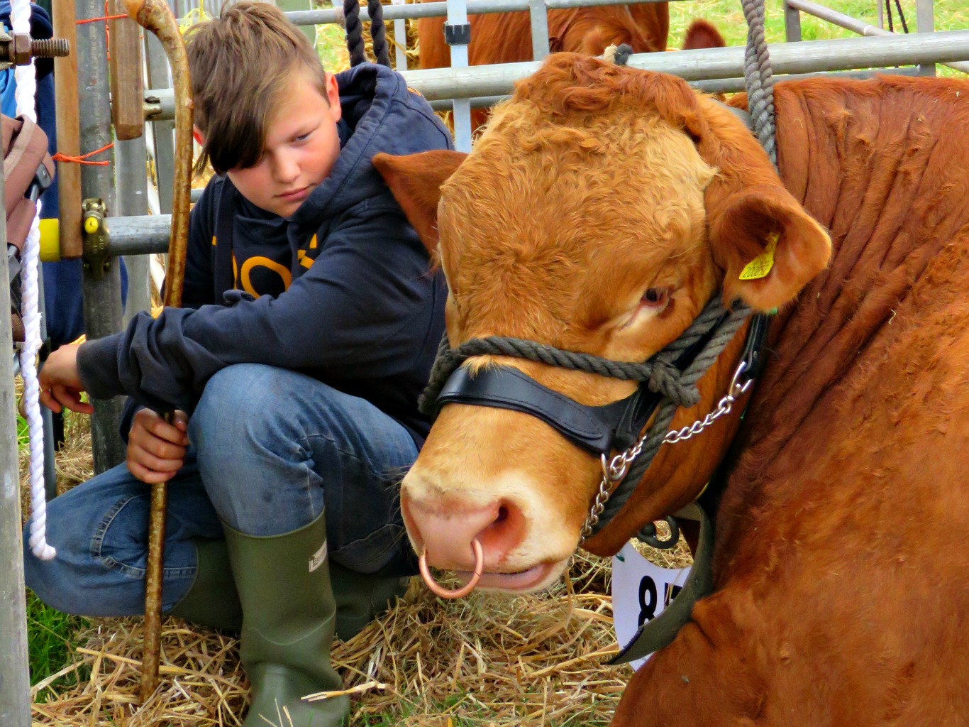 just saying ...: The Mid Devon Show 2016