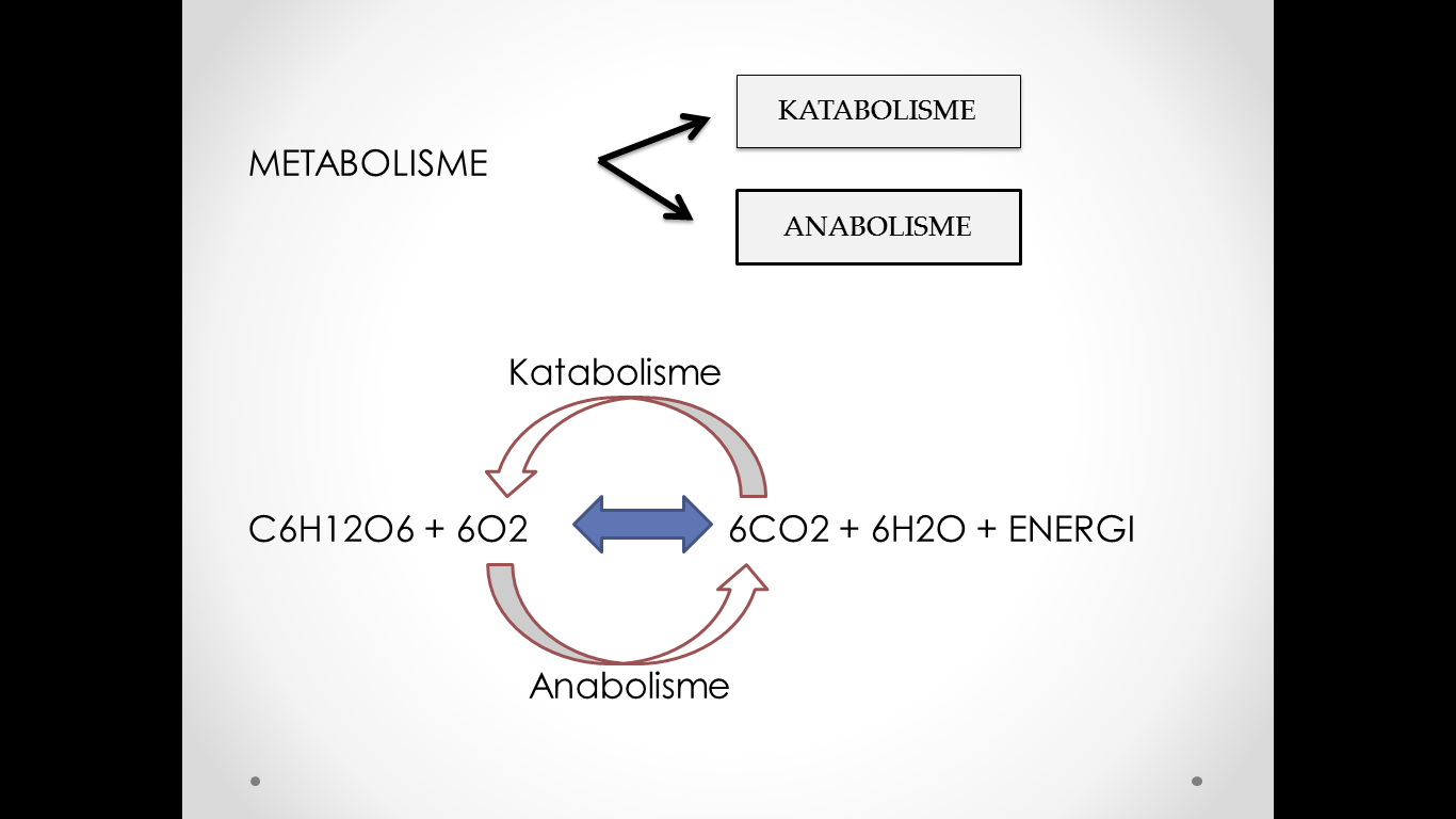 METABOLISME (Katabolisme dan Anabolisme)